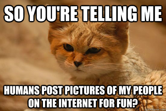 Skeptical Sand Cat memes | quickmeme