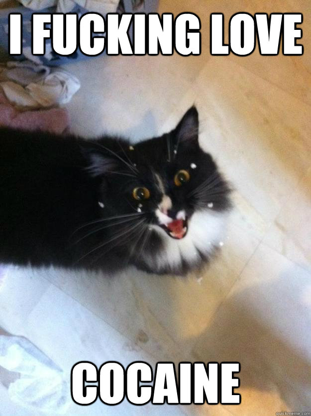 Coke Kitty memes | quickmeme