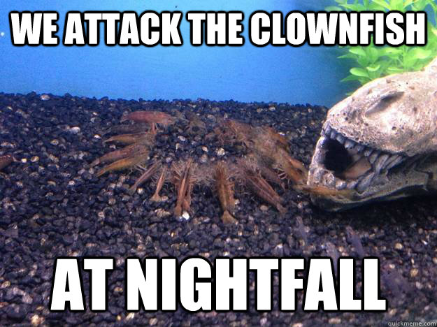 We attack the clownfish at nightfall - Conspiring Crayfish - quickmeme