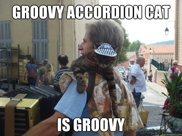 Groovy accordion cat is groovy - Groovy cat - quickmeme
