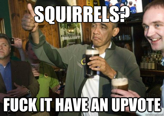 Squirrels? Fuck it have an upvote - Misc - quickmeme