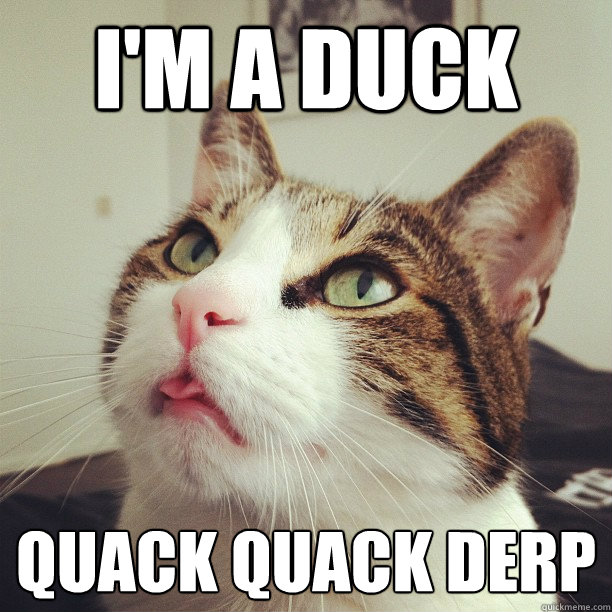 I'M A DUCK QUACK QUACK DERP - Derping cat - quickmeme