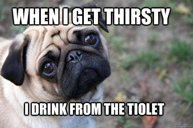 When i get thirsty i drink from the tiolet - First World Dog problems - quickmeme