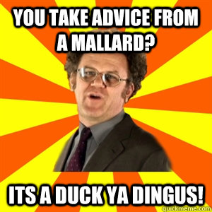 you take advice from a mallard? its a duck ya dingus! - Misc - quickmeme