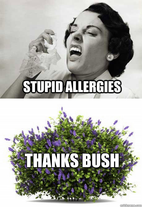 STUPID allergies THANKS BUSH - Misc - quickmeme