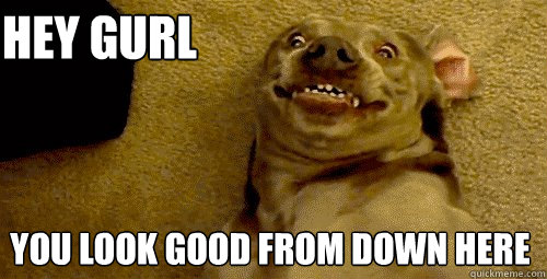 Hey gurl You look good from down here - Creeper Dog - quickmeme