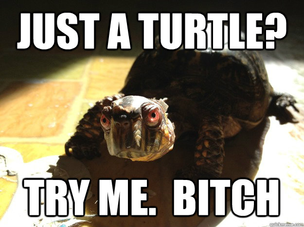 just a turtle? Try me. bitch - Misc - quickmeme