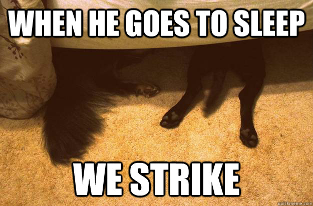 when he goes to sleep we strike - plotting dogs - quickmeme