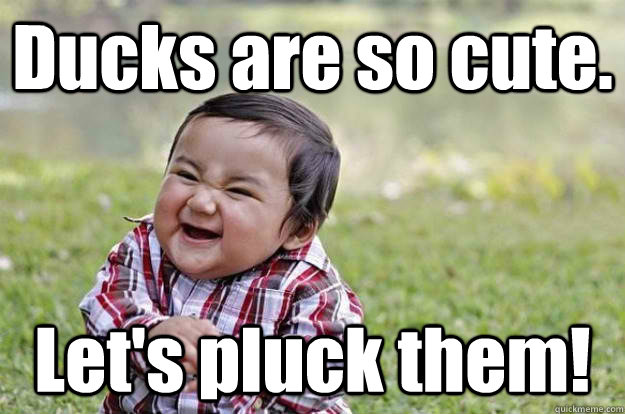 Ducks are so cute. Let's pluck them! - Misc - quickmeme
