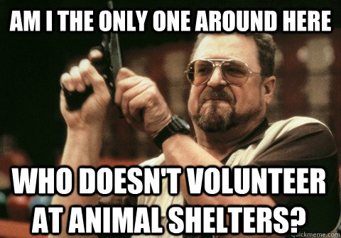 Am I the only one around here who doesn't volunteer at animal shelters? - Am I the only one ...