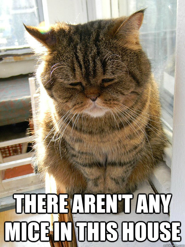There aren't any mice in this house - First World Cat Problems - quickmeme