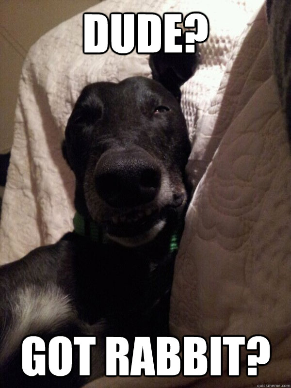 Happy Greyhound Memes Quickmeme