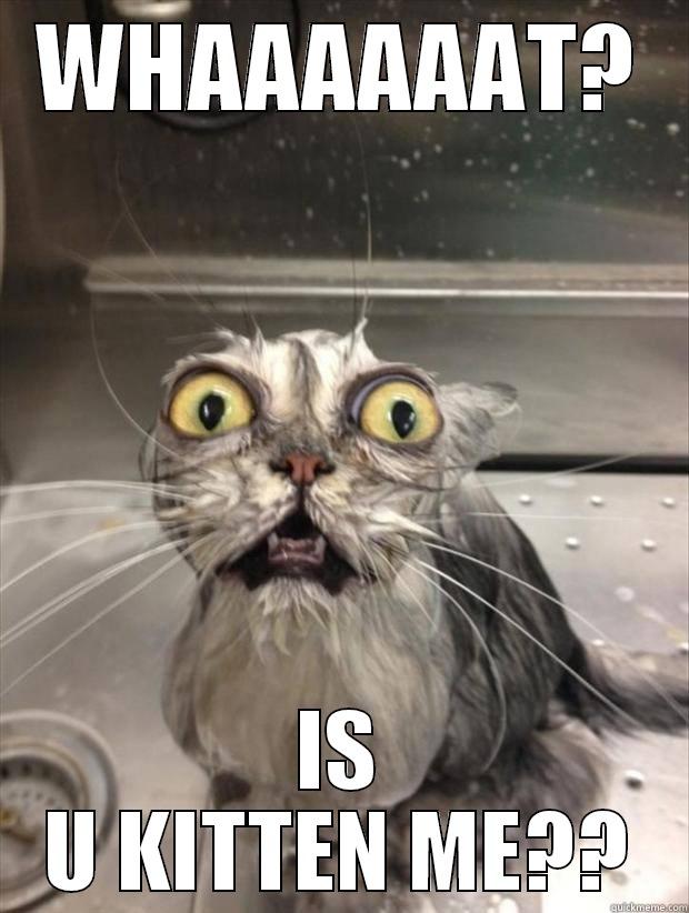 oh HELL MEOW! - quickmeme