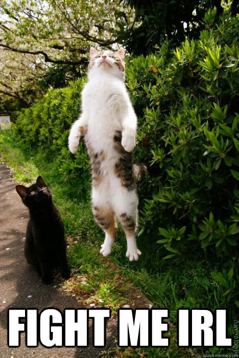 FIGHT ME IRL - Dat Triforce cat - quickmeme