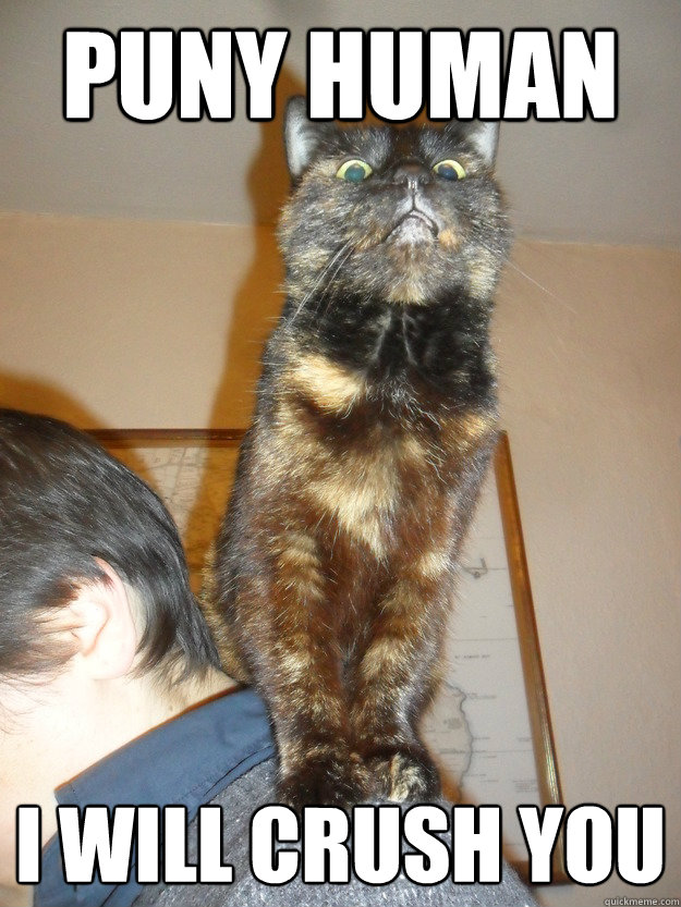 Puny human i will crush you - Megalomaniac cat - quickmeme