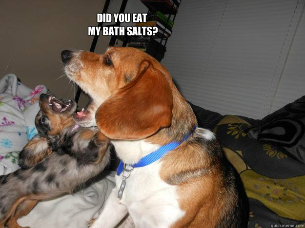 Did you eat my bath salts? - bathsalt dogs - quickmeme