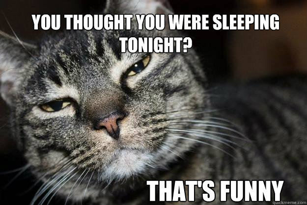 You thought you were sleeping tonight? that's funny - Smug Kitty - quickmeme