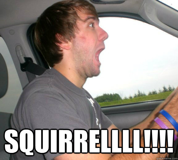 SQUIRRELLLL!!!! - KUTA SQUIRREL - quickmeme