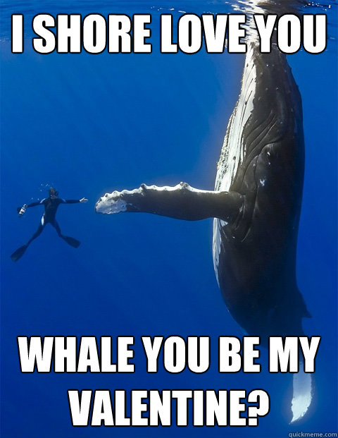 I shore love you whale you be my valentine? - I love having pun - quickmeme