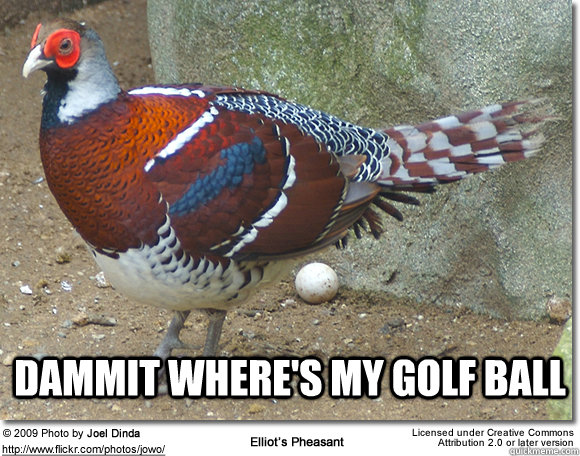 dammit where's my golf ball - Golf Pheasant - quickmeme