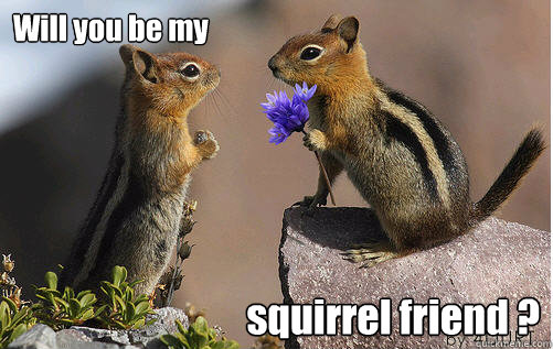 Will you be my squirrel friend ? - Squirrelfriend - quickmeme