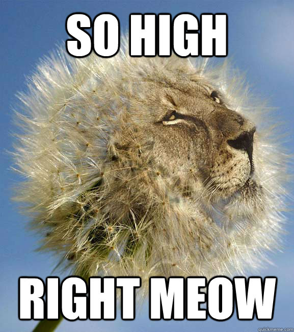 so high right meow - Misc - quickmeme