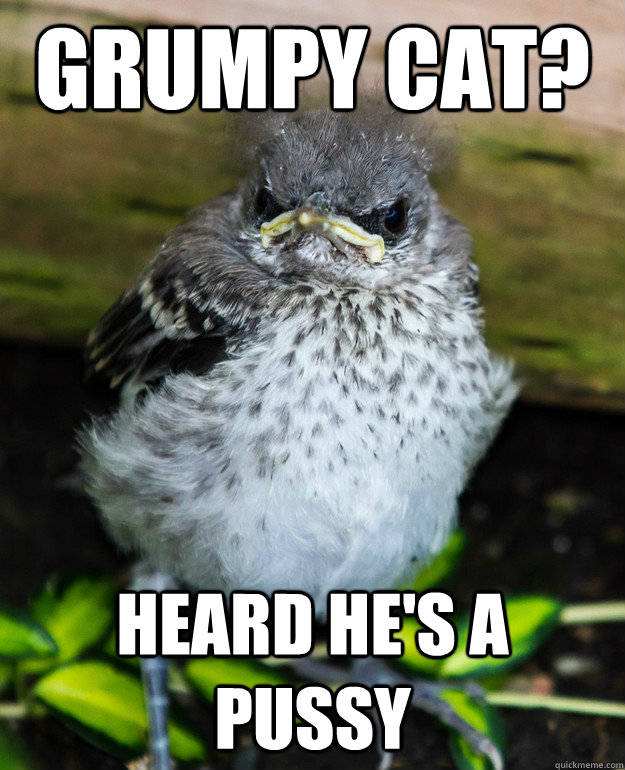 Grumpy Cat? Heard he's a pussy - Misc - quickmeme
