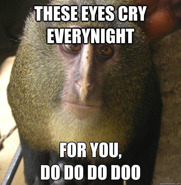 These eyes cry everynight for you, do do do doo - Lesula Monkey - quickmeme