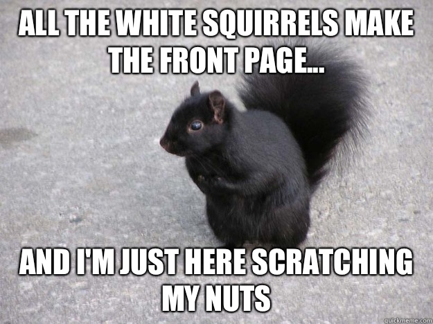 All the white squirrels make the front page... And I'm just here scratching my nuts - Misc ...