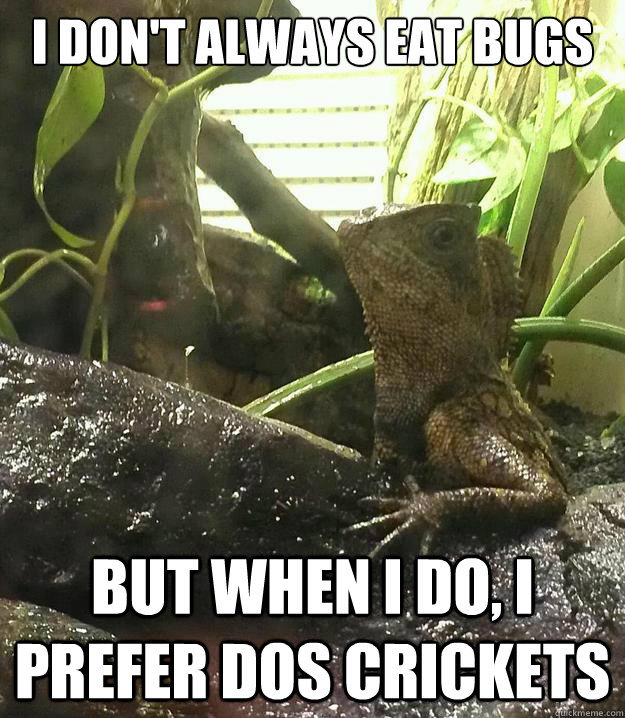I don't always eat bugs but when I do, I prefer dos crickets - Misc - quickmeme