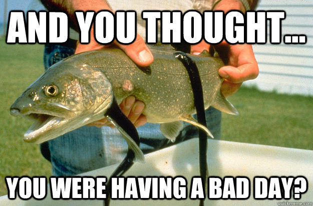 And You thought... you were having a bad day? - poor trout - quickmeme