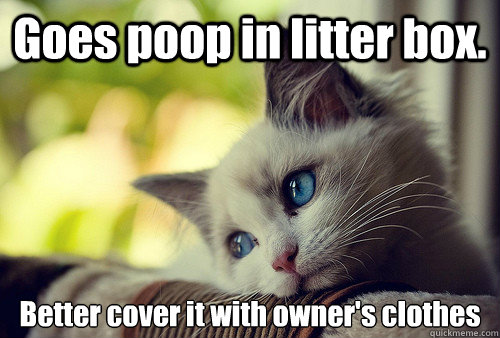 Goes poop in litter box. Better cover it with owner's clothes - First World Cat Problems - quickmeme