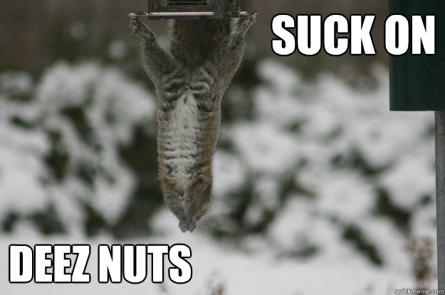 Suck on deez nuts - Squirrel - - quickmeme