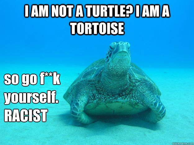 Disapproving Turtle