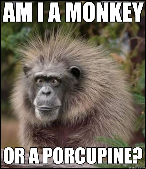am i a monkey or a porcupine? - What Am I - quickmeme