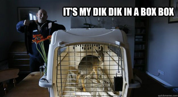 It's my dik dik in a box box - Dik Dik in a box box - quickmeme