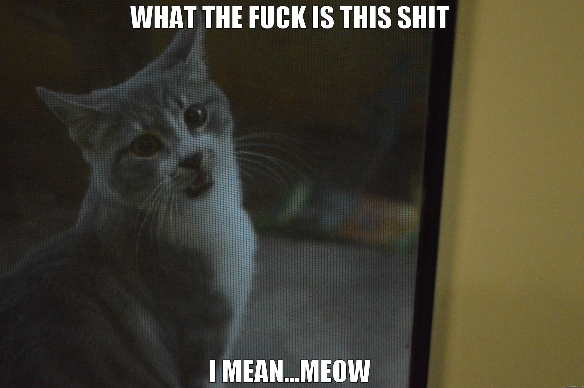 Imma a cat - quickmeme