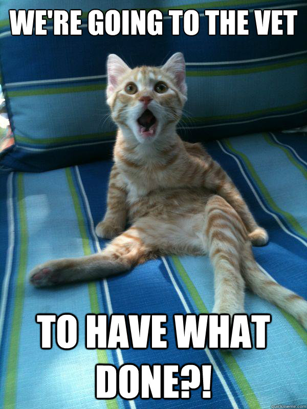 Genuinely Surprised Kitty memes | quickmeme