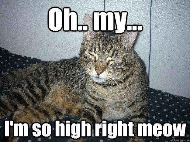 Oh.. my... I'm so high right meow - Misc - quickmeme