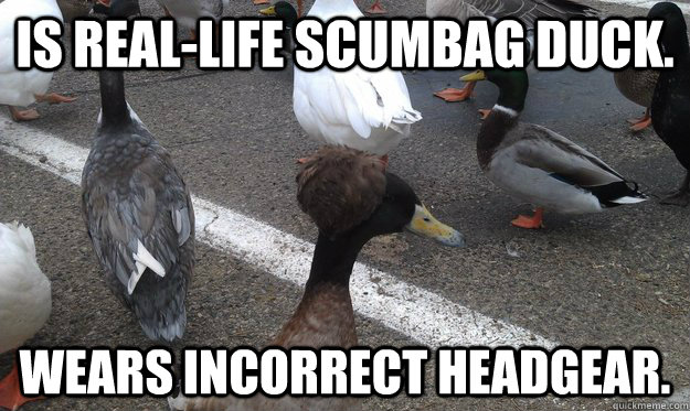 Is real-life scumbag duck. Wears incorrect headgear. - Misc - quickmeme