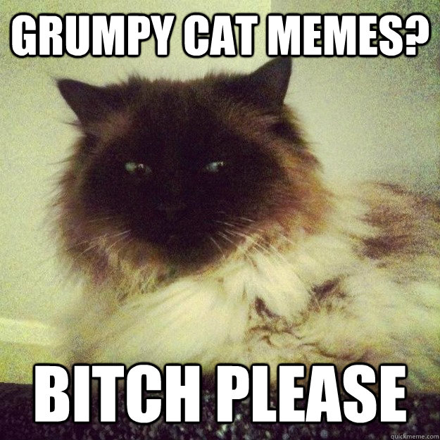 grumpy cat memes? bitch please - sly cat - quickmeme