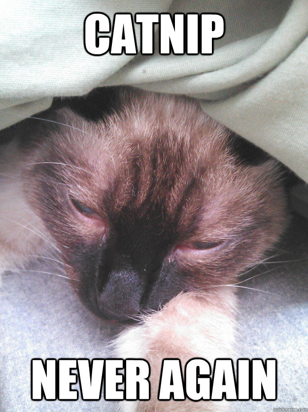catnip never again - Misc - quickmeme