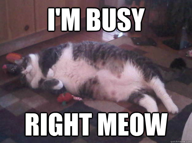 I'm busy right meow - Misc - quickmeme