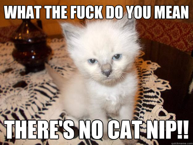what the fuck do you mean there's no cat nip!! - Dissapointed kitty - quickmeme