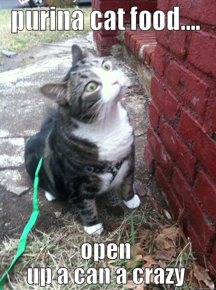 first world cat problems - quickmeme