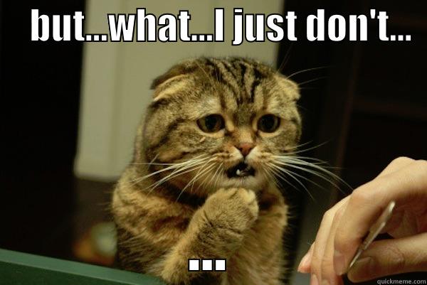 mortified cat - quickmeme