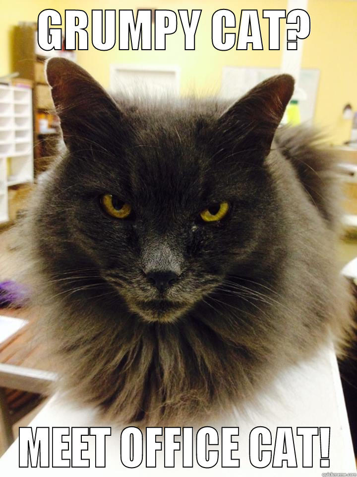 Gramsci Cat - quickmeme