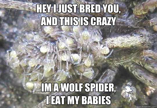 Hey I just bred you, And this is crazy Im a wolf spider, I eat my babies - Cannibal Spider ...