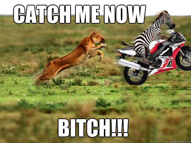 Zebra memes | quickmeme