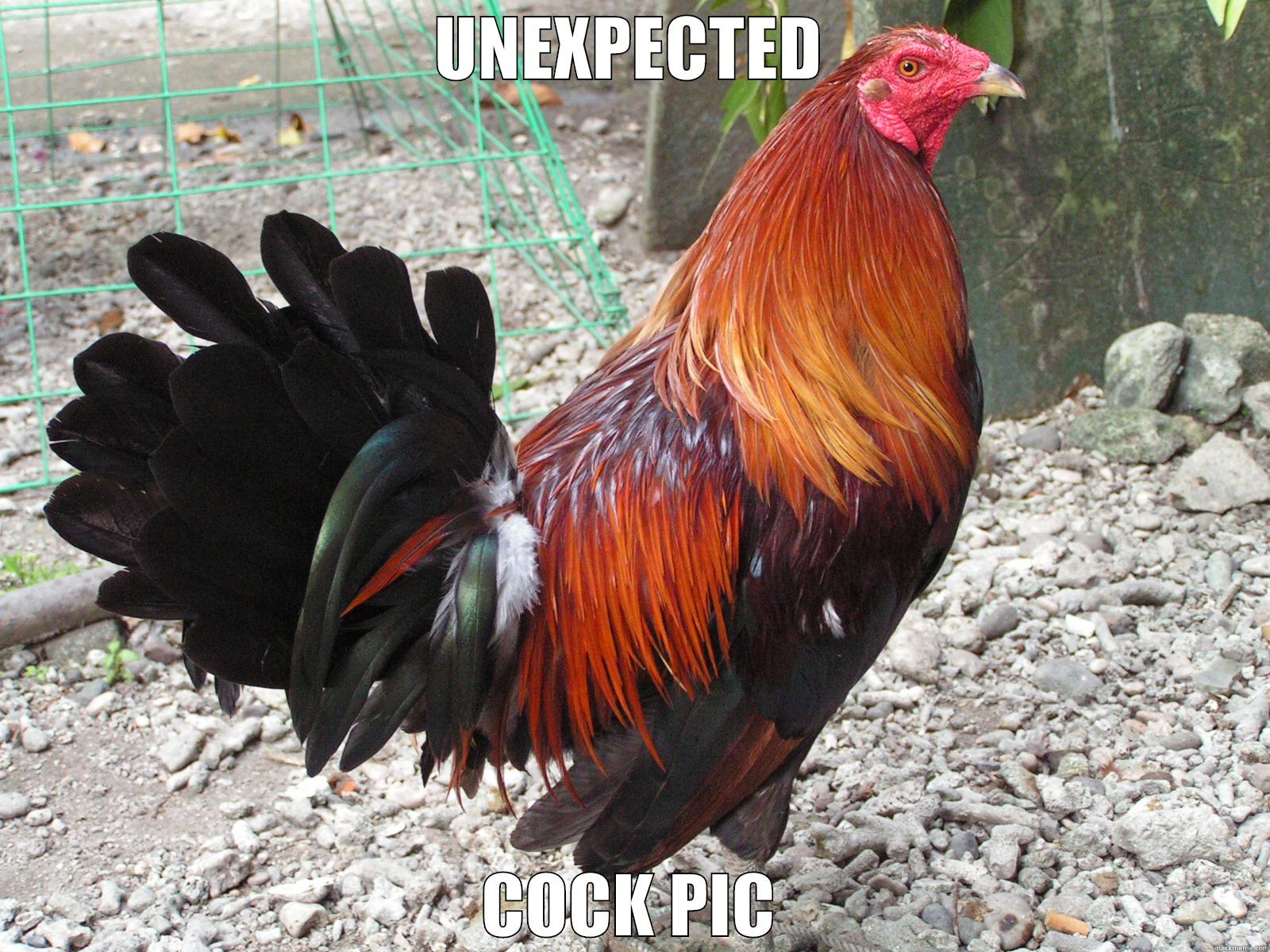 Unexpected cock pic - quickmeme